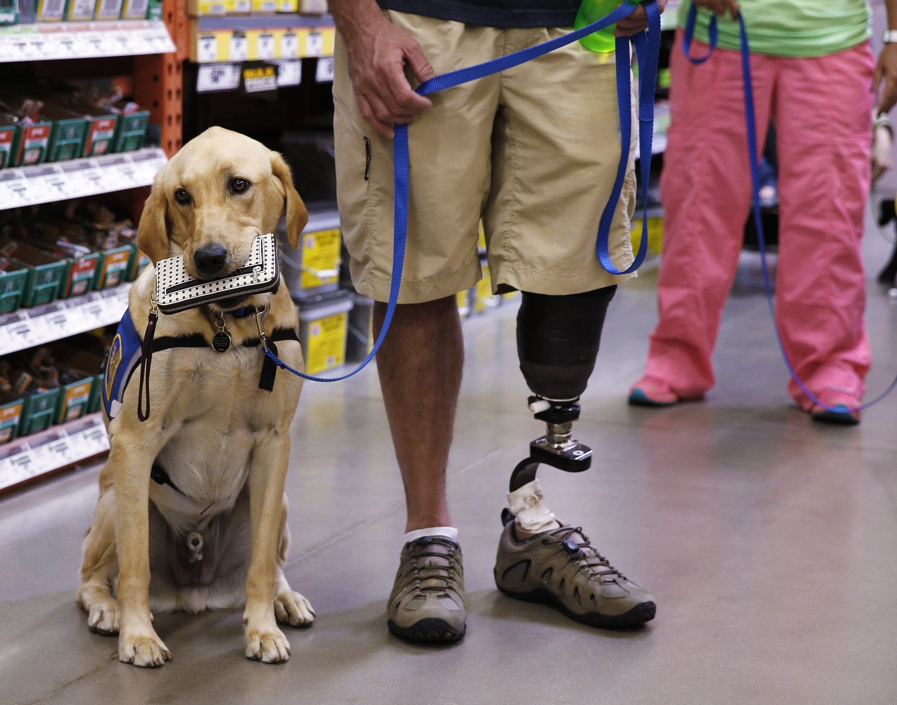 skills-of-a-service-dog-best-large-breed-puppy-food-guide